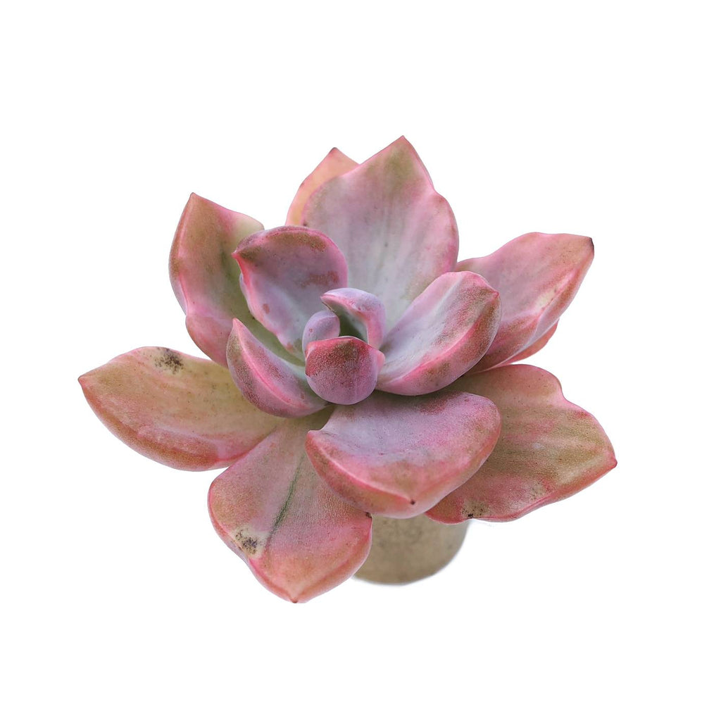SALE! Graptoveria Gypsy, Variegata – Cedar Creek Farmhouse