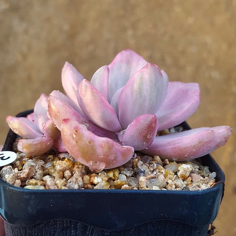 SALE! Graptoveria Gypsy, (Random) – Cedar Creek Farmhouse