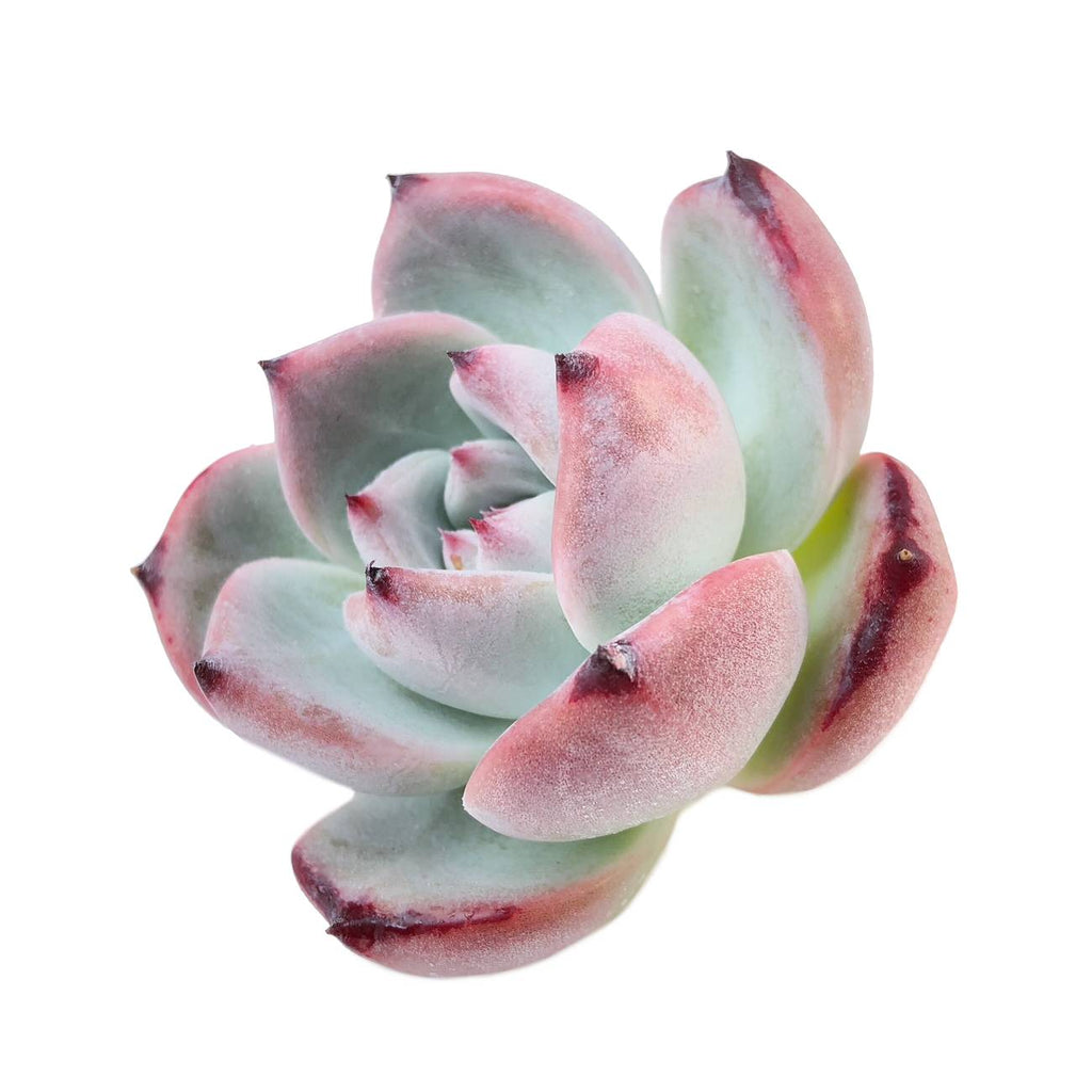 Echeveria Ratam Hybrid – Cedar Creek Farmhouse