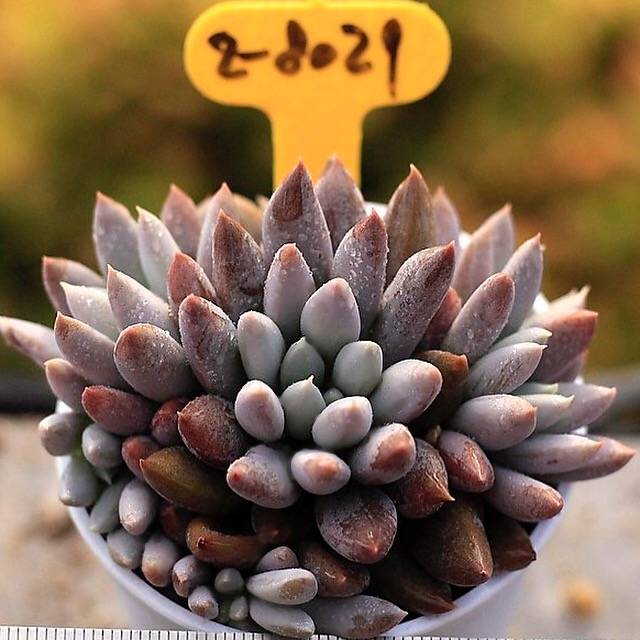 PRESALE Pachyphytum Machucae Hybrid – Cedar Creek Farmhouse