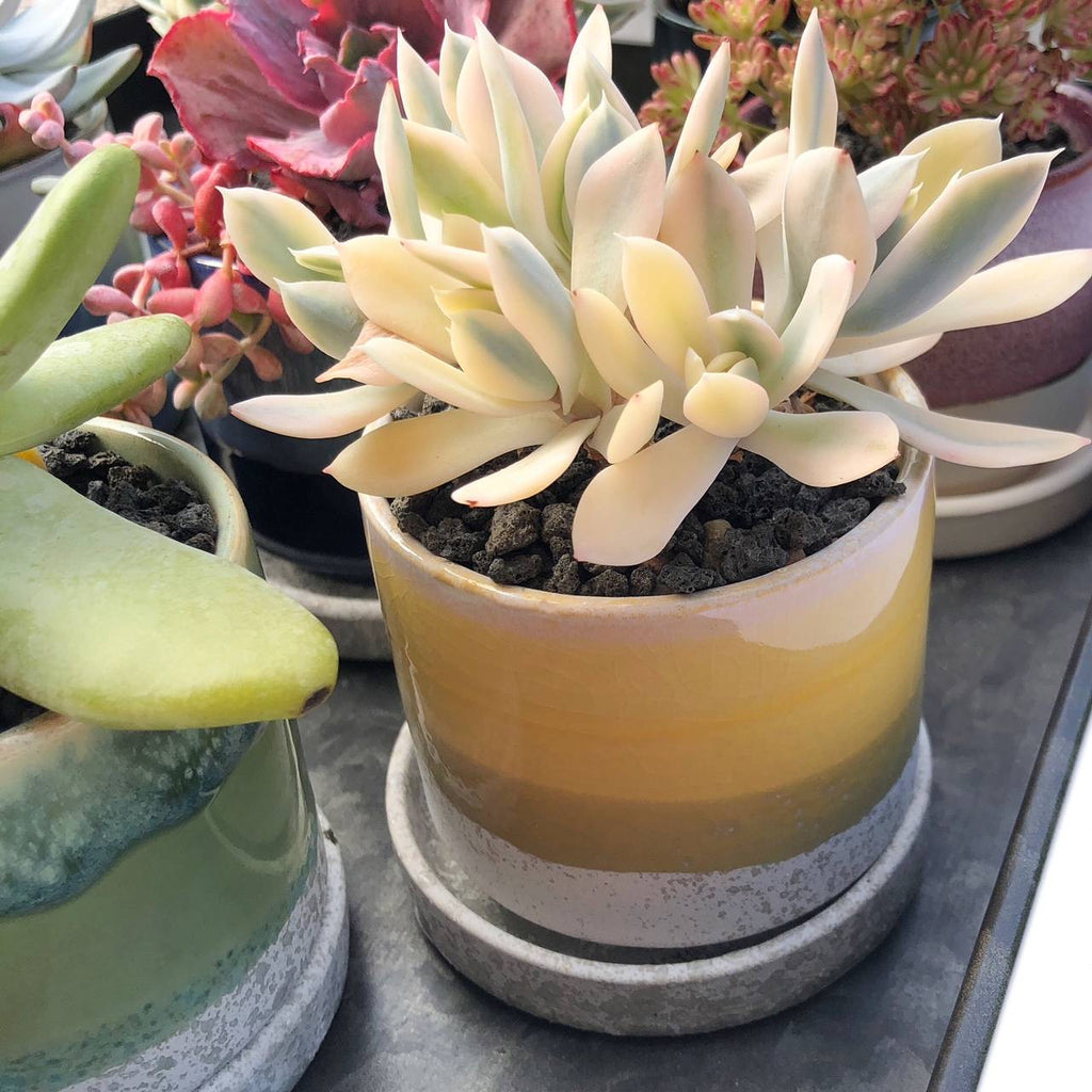 3" Chive Minute Pot- Citrine – Cedar Creek Farmhouse