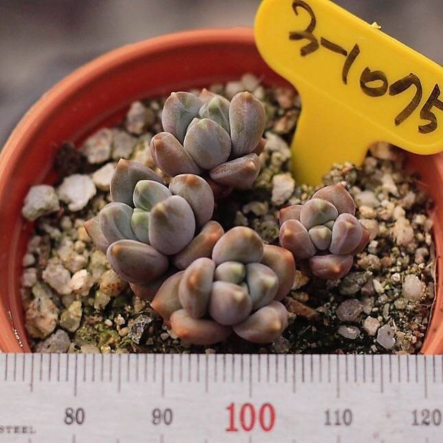 Pachyphytum Compactum Sp. – Cedar Creek Farmhouse