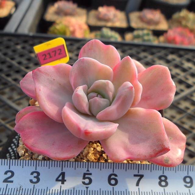 Graptoveria Gypsy, Variegata, (Random) – Cedar Creek Farmhouse