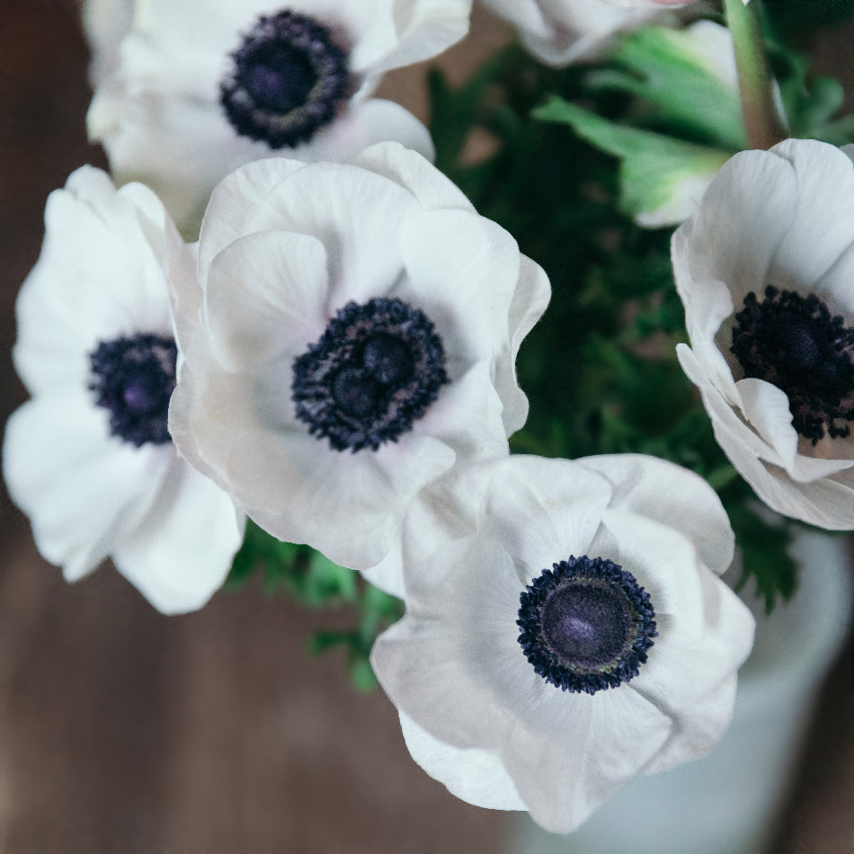 Panda Anemone | ppgbbe.intranet.biologia.ufrj.br