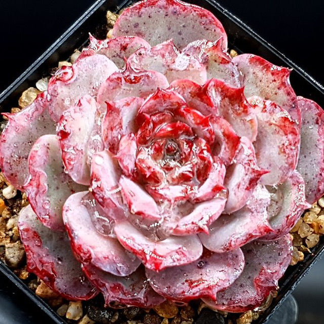 Echeveria Lovely (with Pups) – Cedar Creek Farmhouse