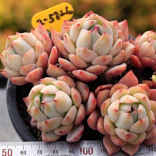 PRESALE Echeveria Prism, Cluster – Cedar Creek Farmhouse