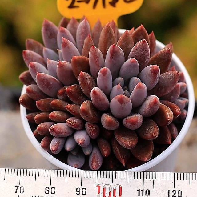 PRESALE Pachyphytum Machucae Hybrid – Cedar Creek Farmhouse