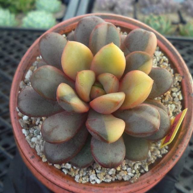 Graptoveria Amethorum, Variegata – Cedar Creek Farmhouse