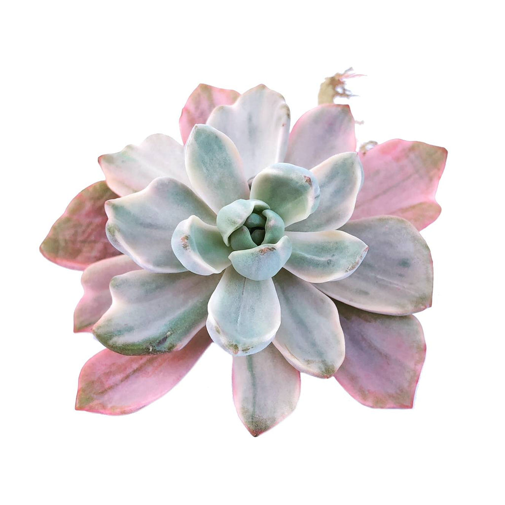 The Good, The Bad and The UGLY! Graptoveria Gypsy, Variegata – Cedar ...