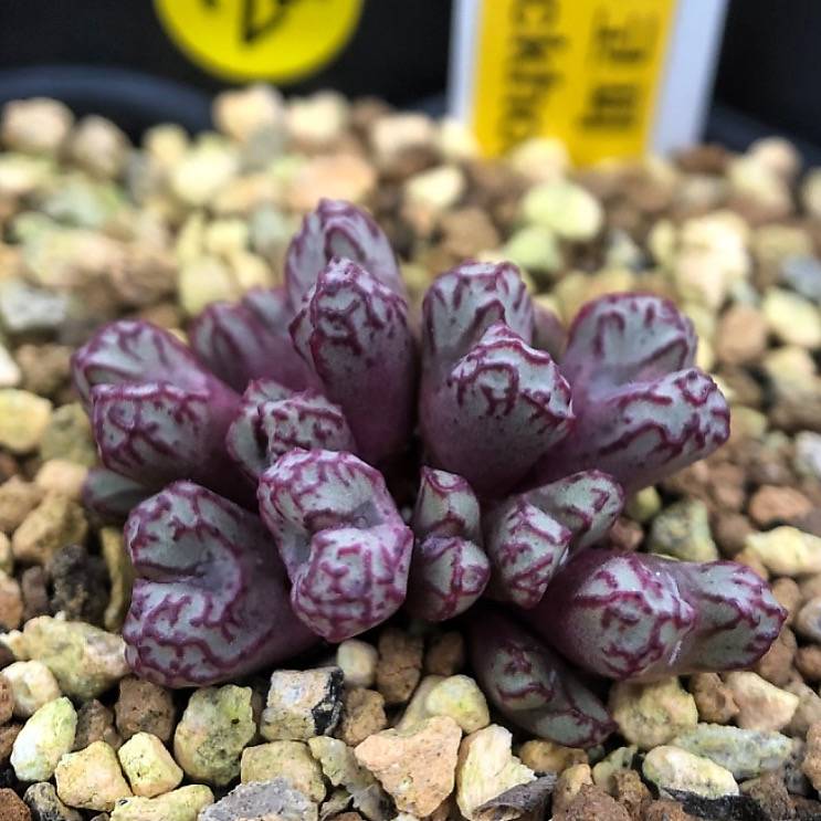 Conophytum Luckhoffii – Cedar Creek Farmhouse