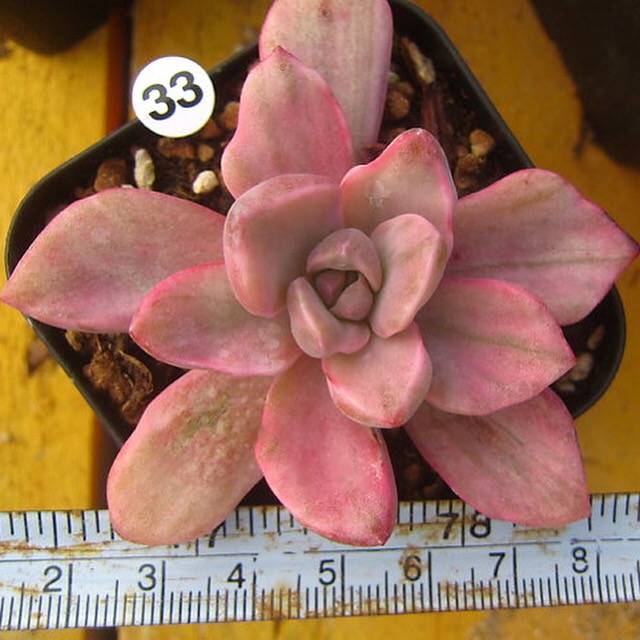 Graptoveria Gypsy, Variegata, (Not so Random) – Cedar Creek Farmhouse