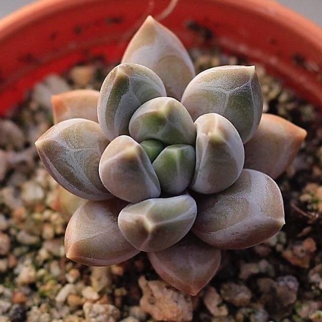 Pachyphytum Compactum Sp. – Cedar Creek Farmhouse