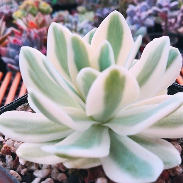 Orostachys Fuji, (Not so Random) – Cedar Creek Farmhouse