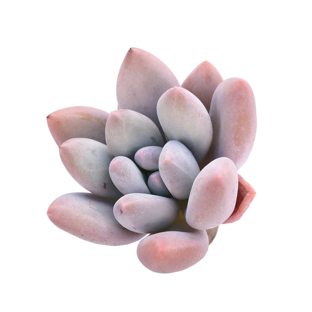 Pachyphytum Frevel – Cedar Creek Farmhouse