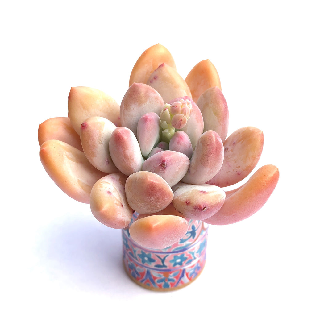 Pachyphytum Frevel cv – Cedar Creek Farmhouse