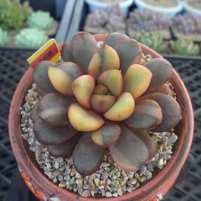 Graptoveria Amethorum, Variegata – Cedar Creek Farmhouse
