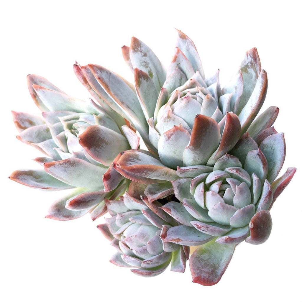Graptoveria Rose Queen, Cluster – Cedar Creek Farmhouse