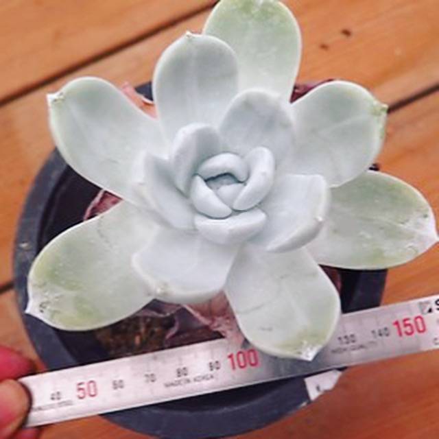 Dudleya Pachyphytum, Farm Grown Hybrid, (Video) – Cedar Creek Farmhouse