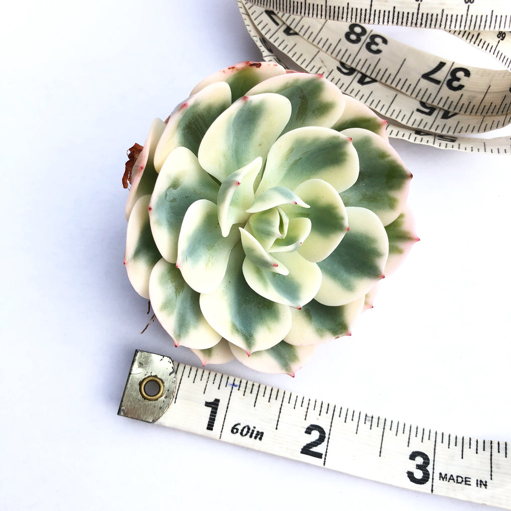 Echeveria 'Lenore Dean,' (Compton Carousel) – Cedar Creek Farmhouse