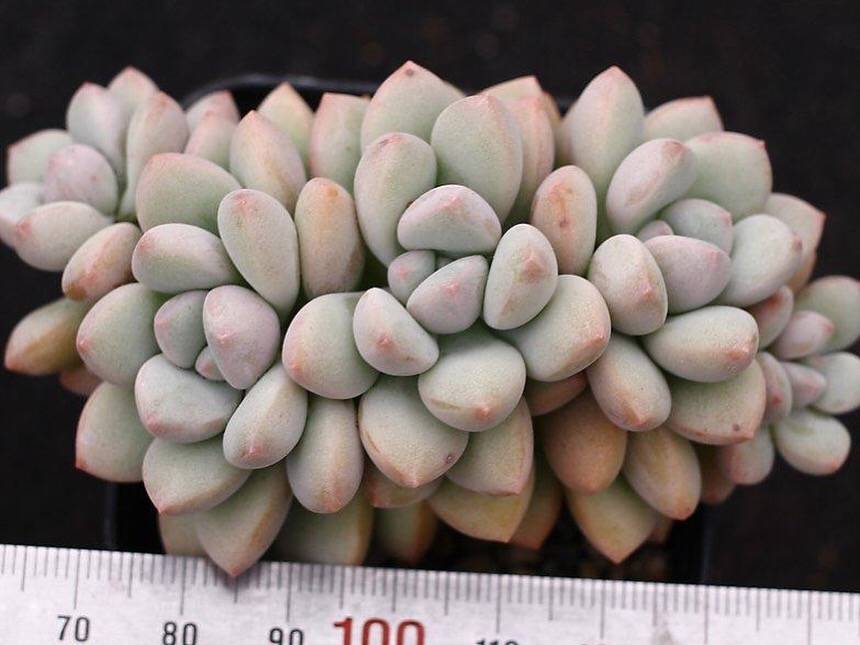 Pachyphytum Hybrid, (Not so Random) – Cedar Creek Farmhouse