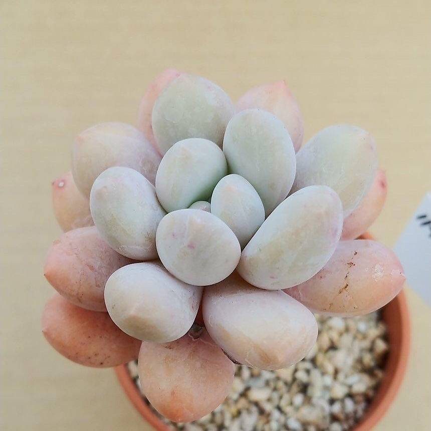SPECIAL!! JUST CART!! Pachyphytum cv Frevel, (Not so Random) – Cedar ...
