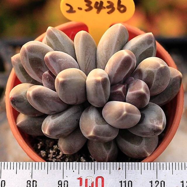 PRESALE Pachyphytum Compactum Hybrid – Cedar Creek Farmhouse
