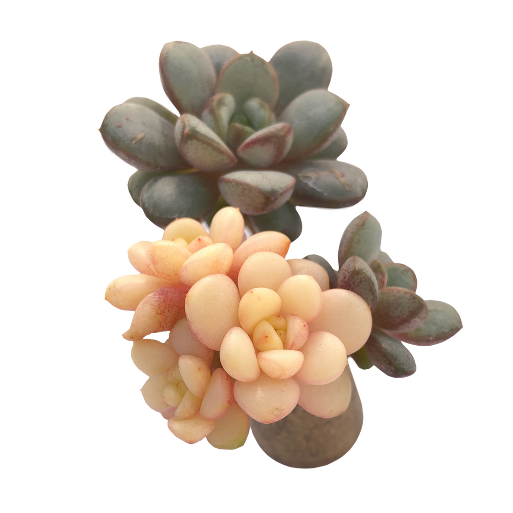 Graptoveria Amethorum, Variegated Cluster – Cedar Creek Farmhouse