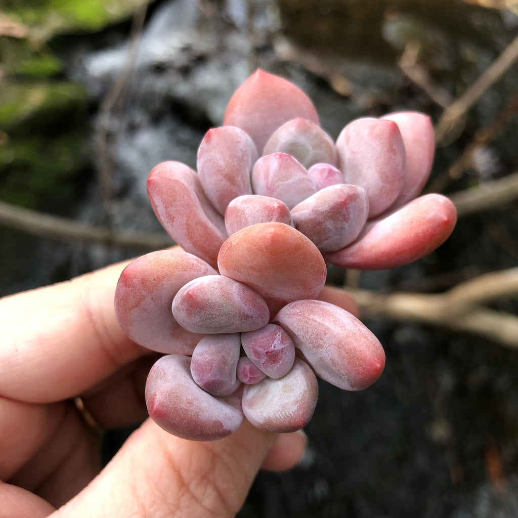 Pachyphytum Frevel – Cedar Creek Farmhouse