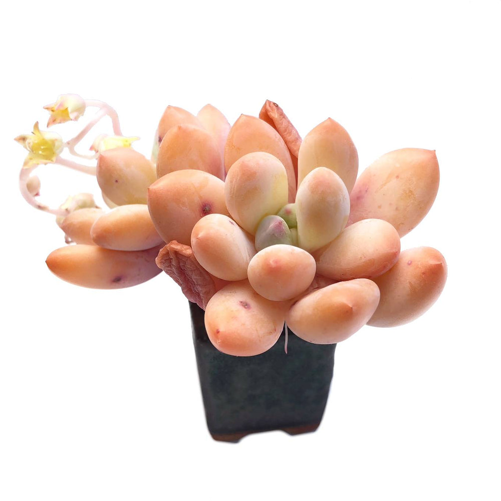 Pachyphytum cv Frevel – Cedar Creek Farmhouse