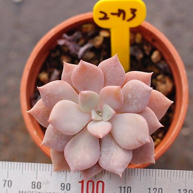 PRESALE Echeveria Mochella – Cedar Creek Farmhouse