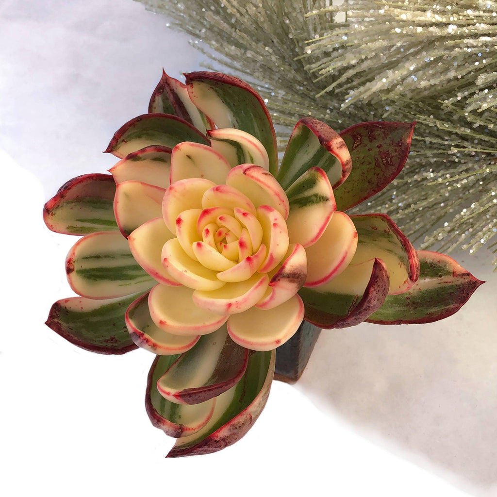 Echeveria Starboss, Variegata – Cedar Creek Farmhouse