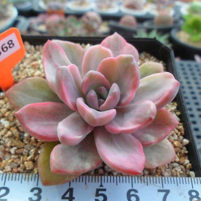 PRESALE Graptoveria Gypsy, (Not so Random) – Cedar Creek Farmhouse
