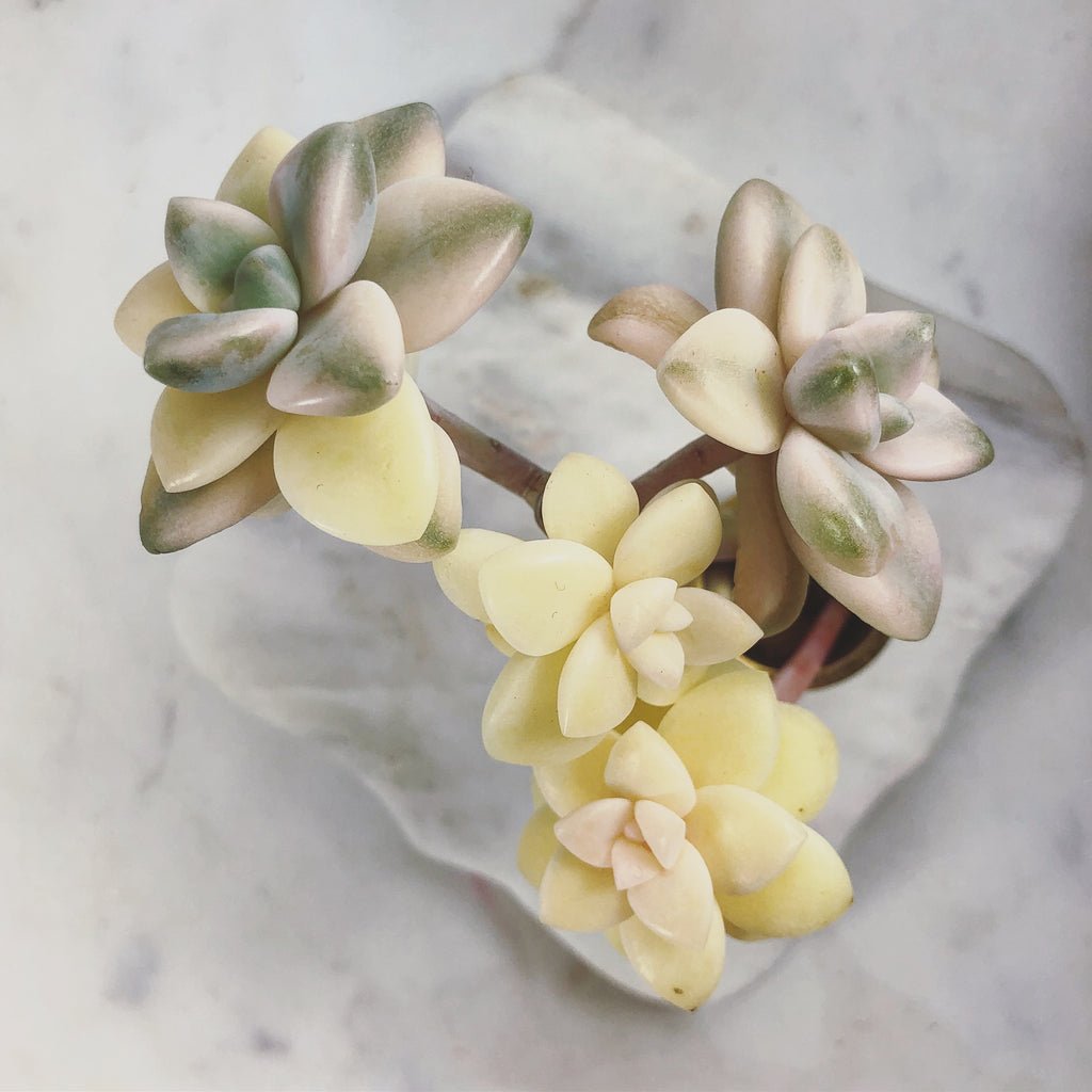 Graptoveria Titubans, Variegata – Cedar Creek Farmhouse