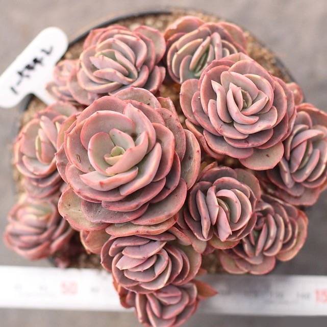 PRESALE Echeveria Suyon (Cluster) – Cedar Creek Farmhouse