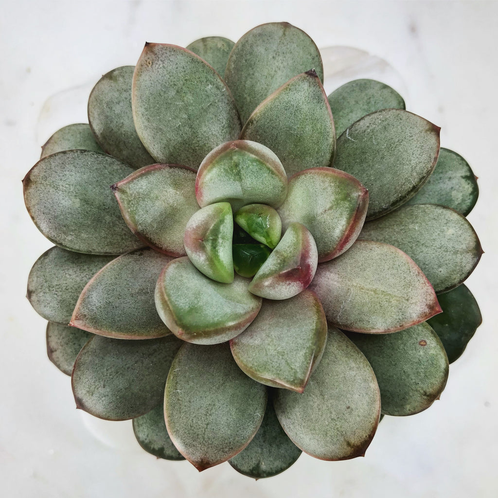Graptoveria Amethorum – Cedar Creek Farmhouse