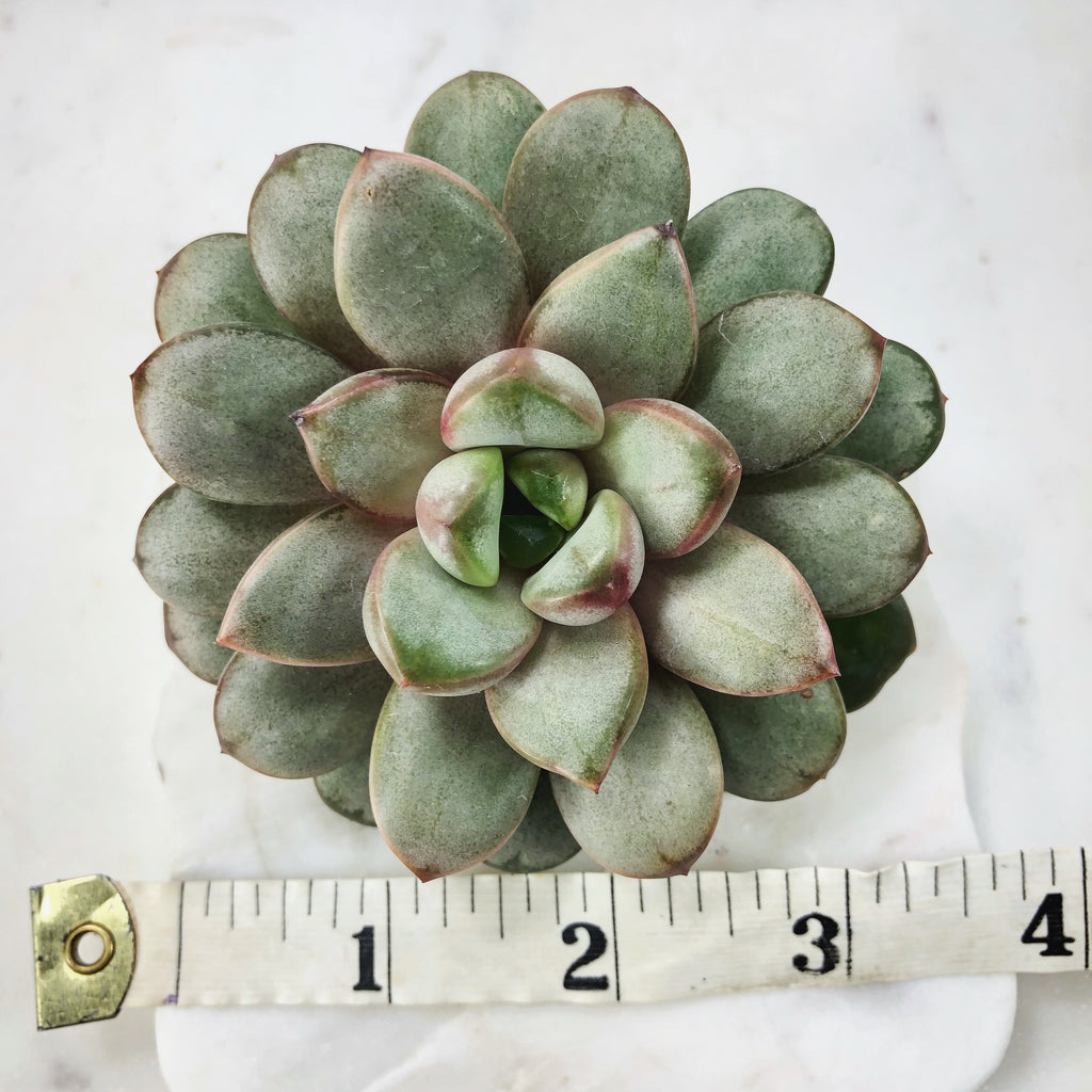 Graptoveria Amethorum – Cedar Creek Farmhouse