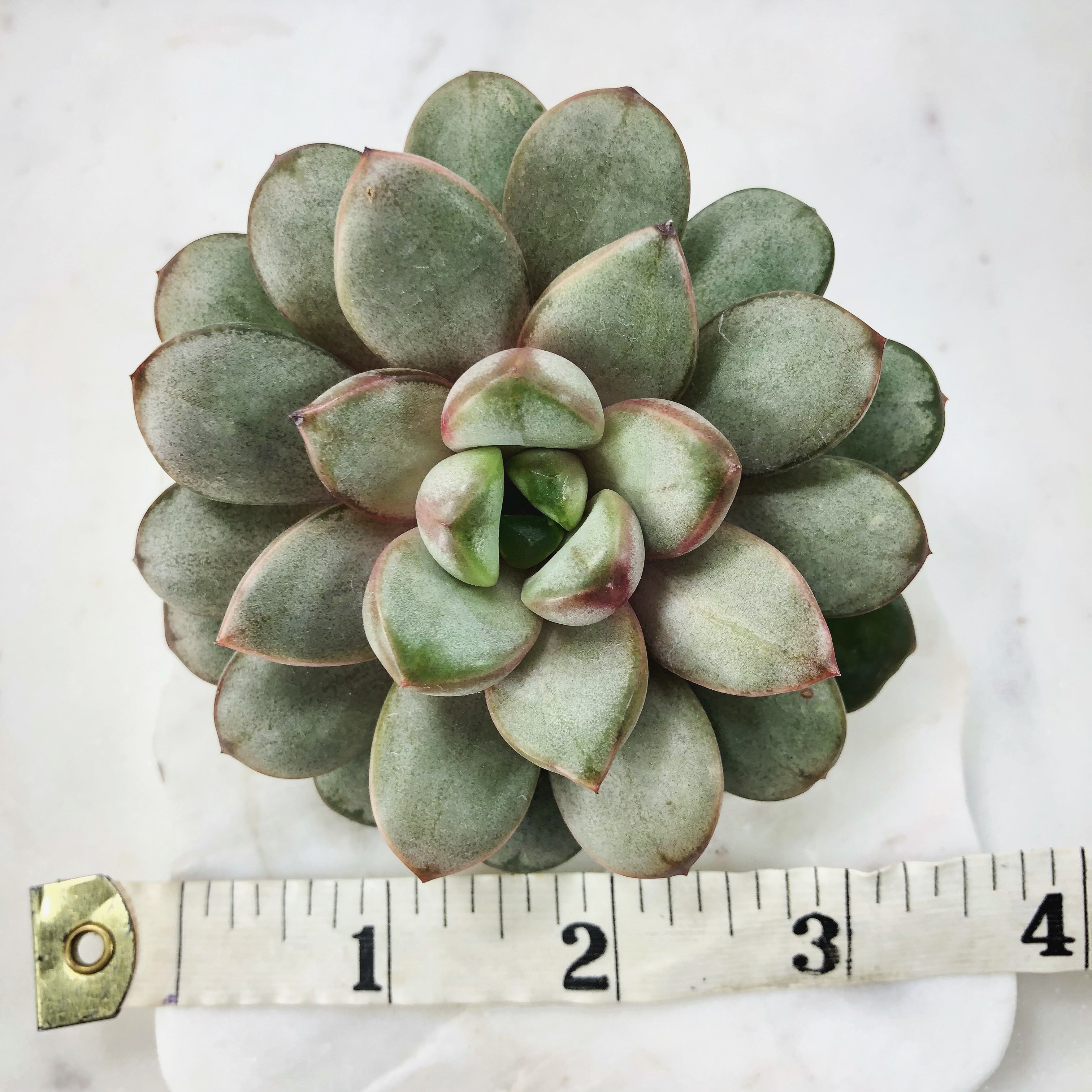 Graptoveria Amethorum – Cedar Creek Farmhouse
