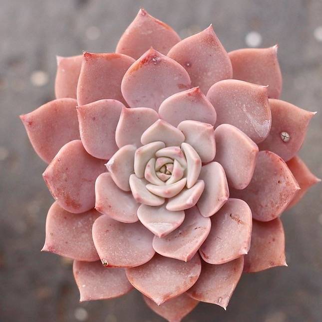 PRESALE Echeveria Mochella – Cedar Creek Farmhouse