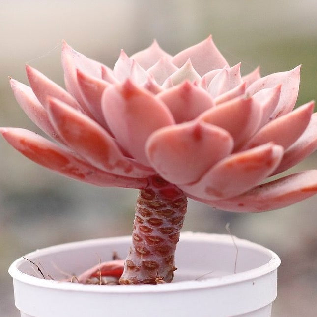 PRESALE Echeveria Mochella – Cedar Creek Farmhouse