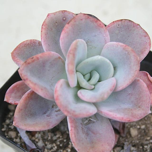 Echeveria Orpet, (Random) – Cedar Creek Farmhouse