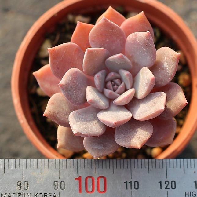 PRESALE Echeveria Mochella – Cedar Creek Farmhouse