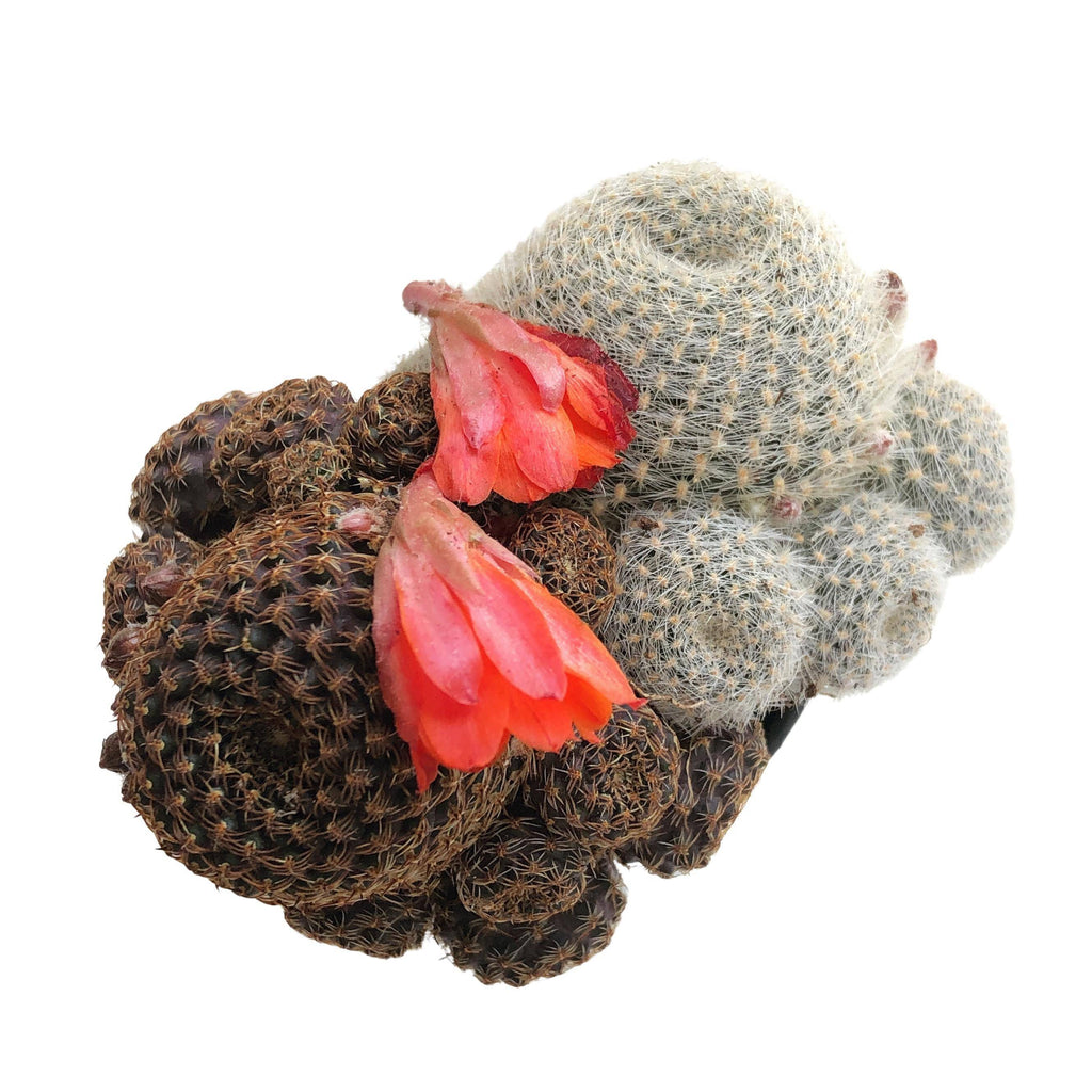 Rebutia Hybrids, Chocolate and Vanilla – Cedar Creek Farmhouse