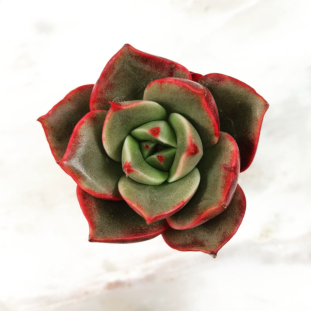 Echeveria Sp. – Cedar Creek Farmhouse