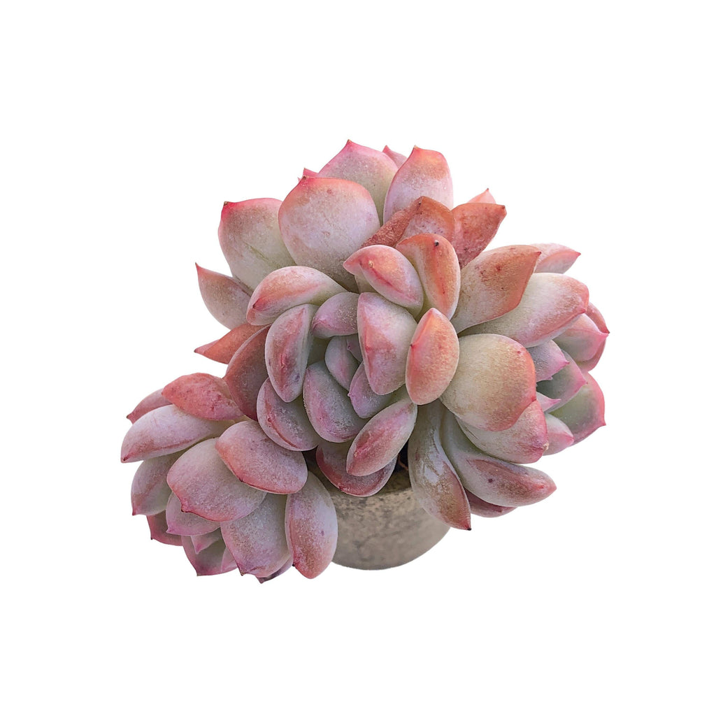Echeveria Melquin, Dainty Cluster – Cedar Creek Farmhouse