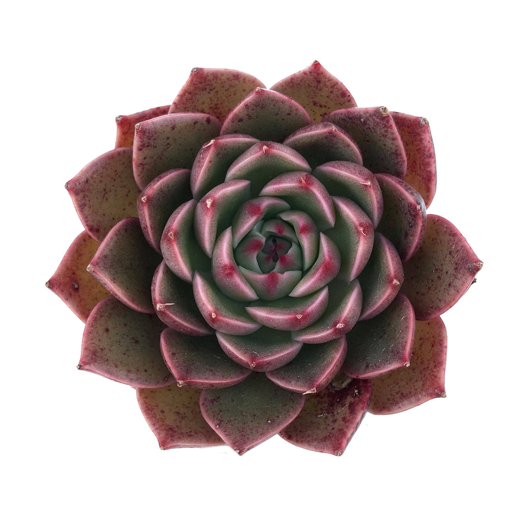 Echeveria Rudolph – Cedar Creek Farmhouse