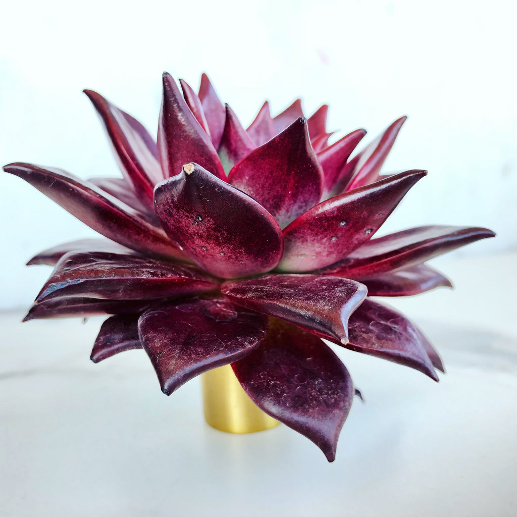Echeveria Red Ebony – Cedar Creek Farmhouse