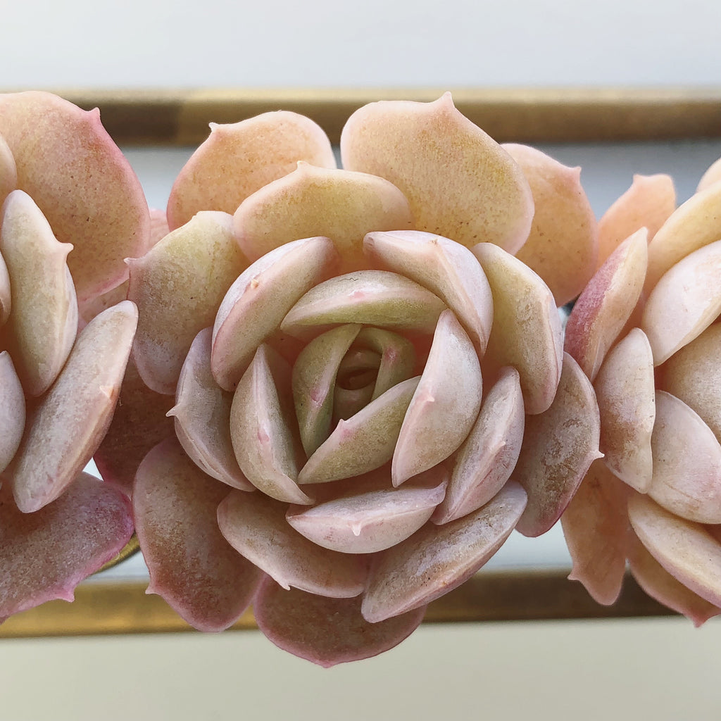 Echeveria Onslow (Pups) – Cedar Creek Farmhouse