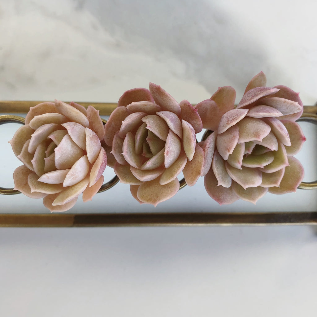 Echeveria Onslow (Pups) – Cedar Creek Farmhouse