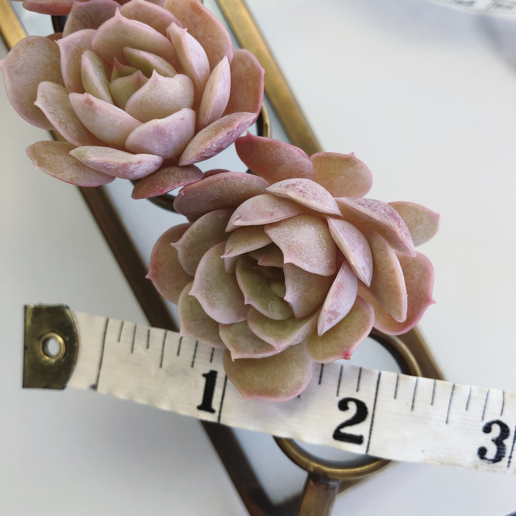 Echeveria Onslow (Pups) – Cedar Creek Farmhouse