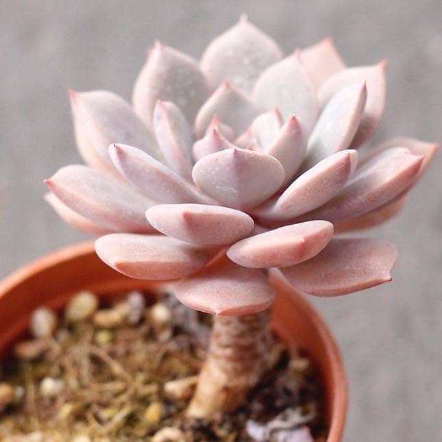 PRESALE Echeveria Mochella – Cedar Creek Farmhouse